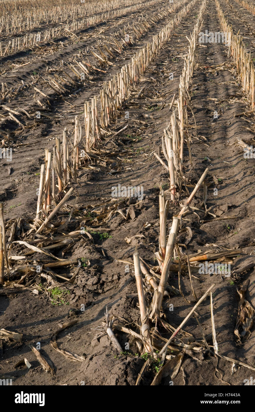 Stubble fields hi-res stock photography and images - Alamy