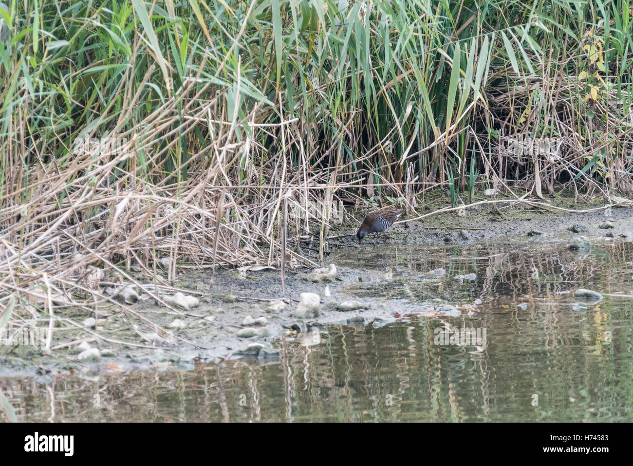 A Water Rail feeding in the open Stock Photo - Alamy