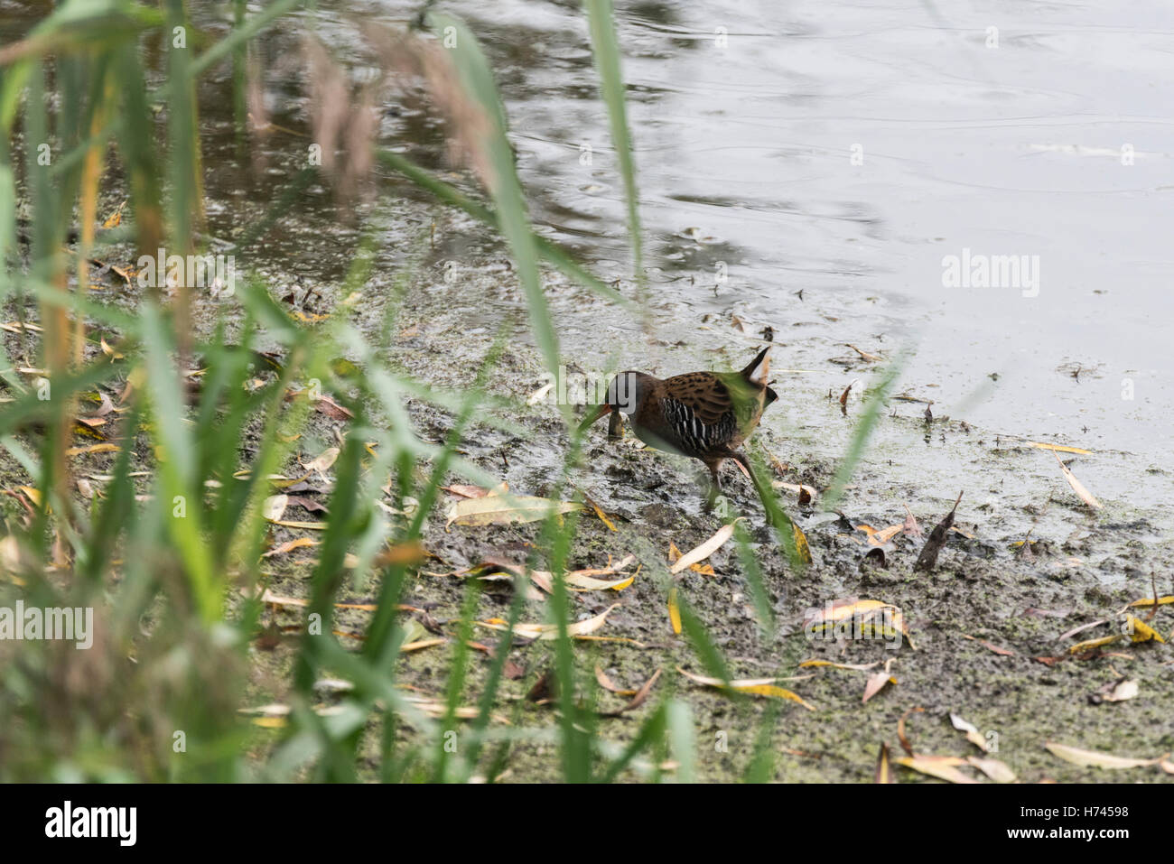 A Water Rail feeding in the open Stock Photo - Alamy