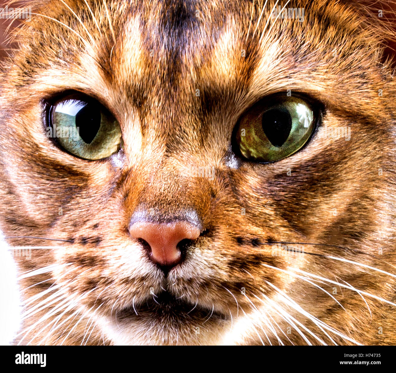 Close-up of abyssinian cat's face on white background Stock Photo - Alamy