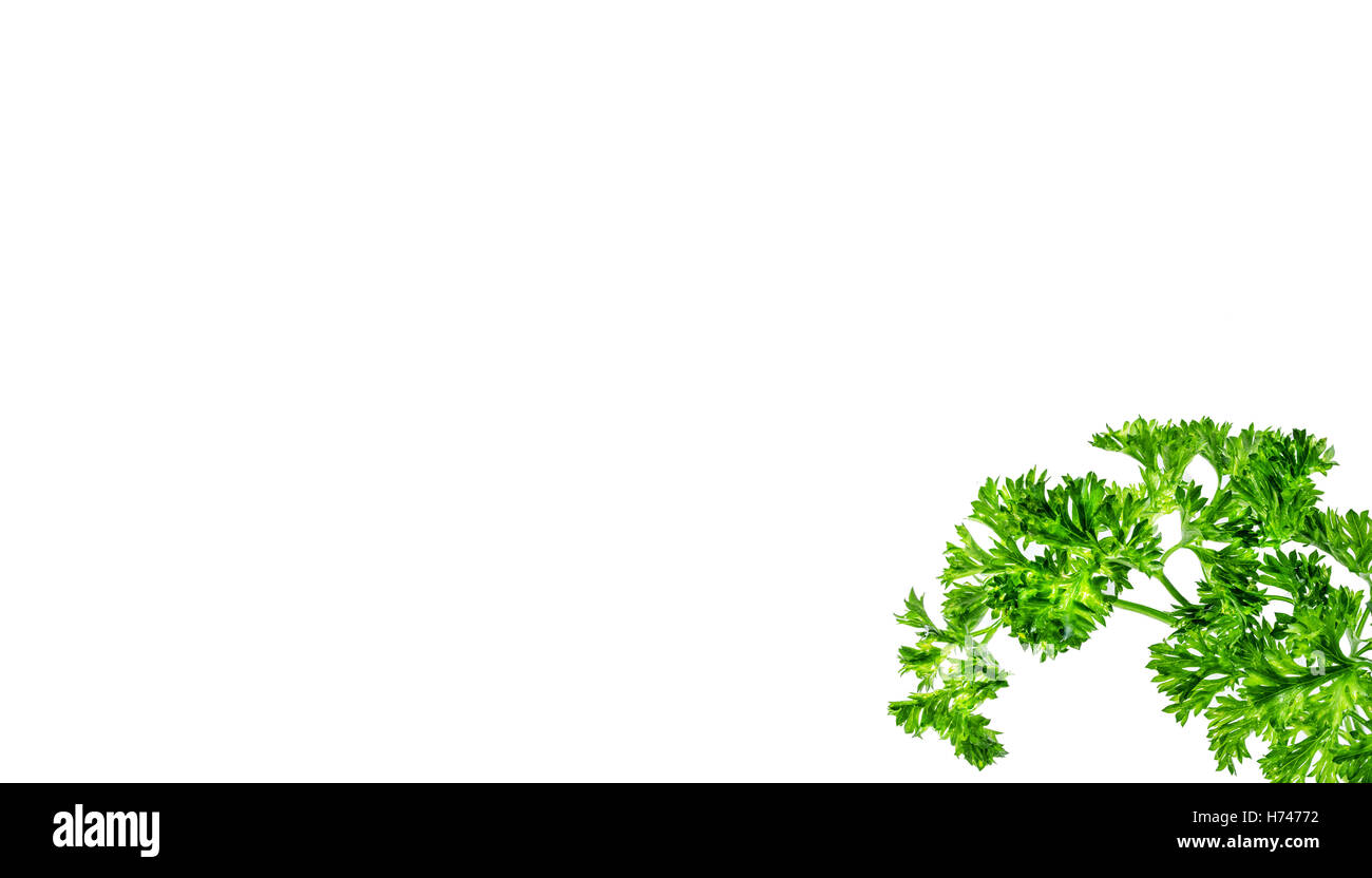 White parsley hi-res stock photography and images - Alamy