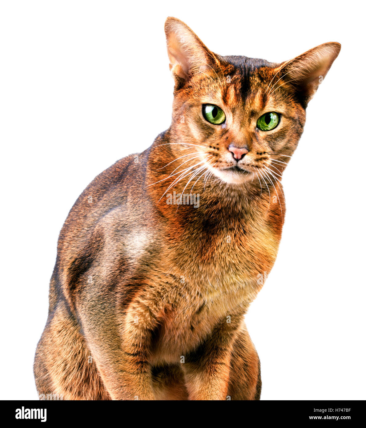 Abyssinian cat hi-res stock photography and images - Alamy