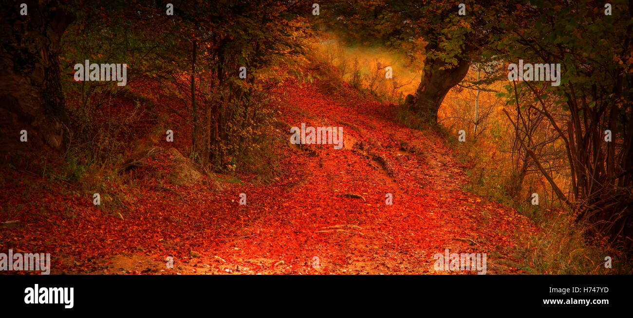 Fall magic road in the mysterious forest Stock Photo - Alamy