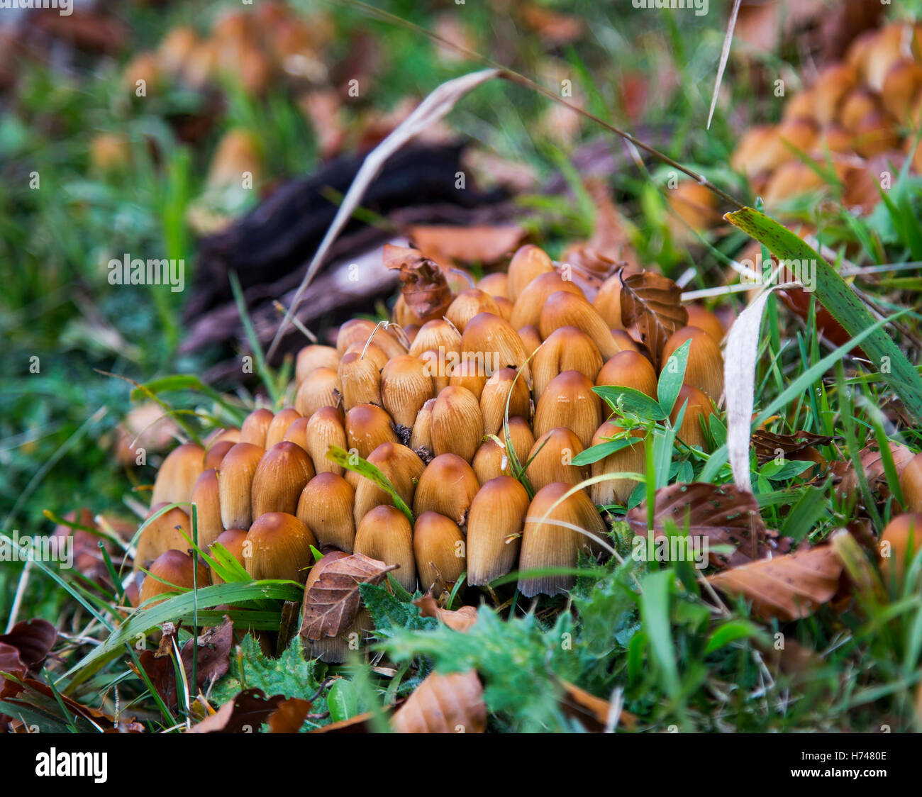 Group brown poisonous mushrooms in hi-res stock photography and images ...