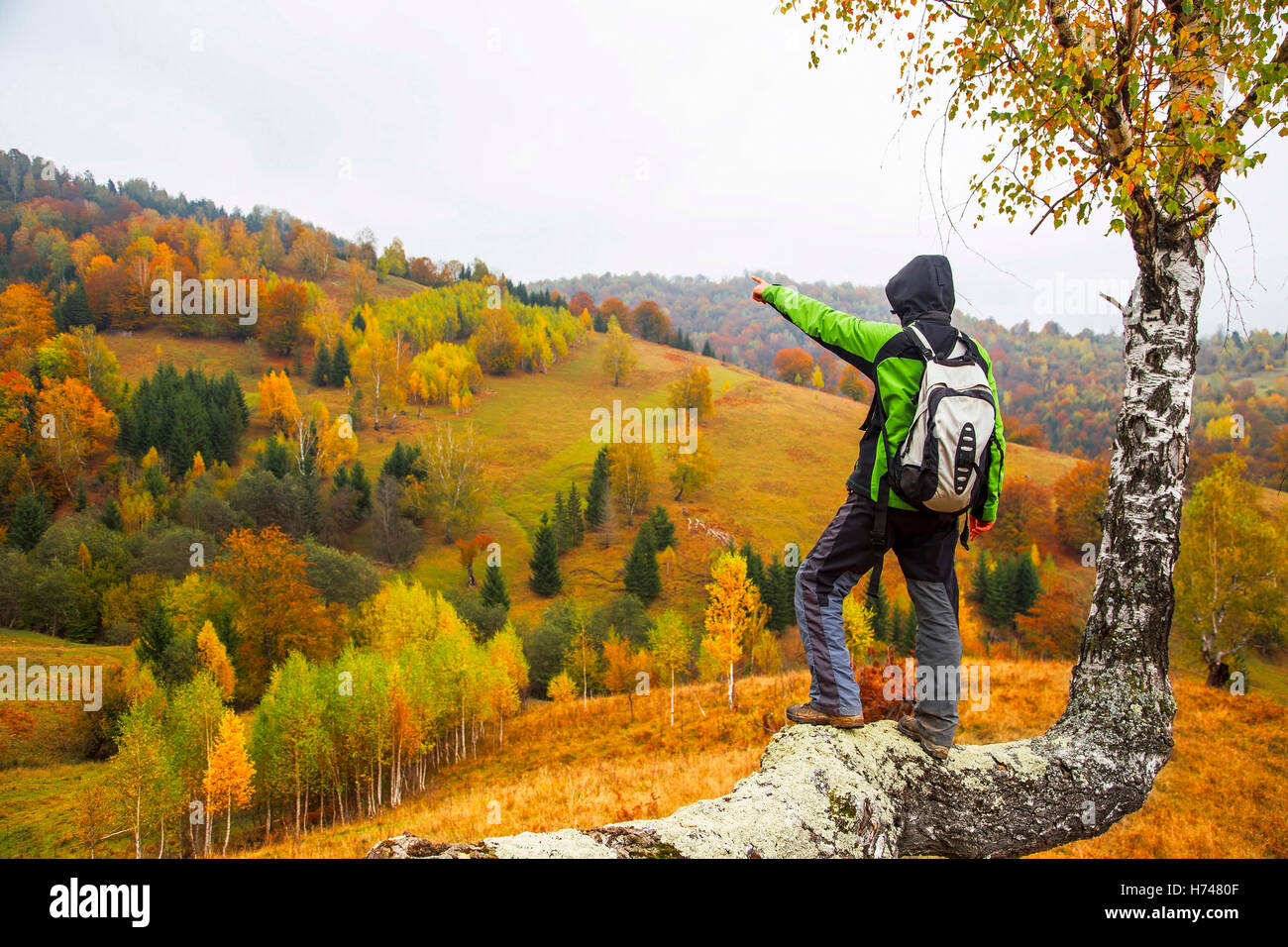 People admire trees hi-res stock photography and images - Alamy