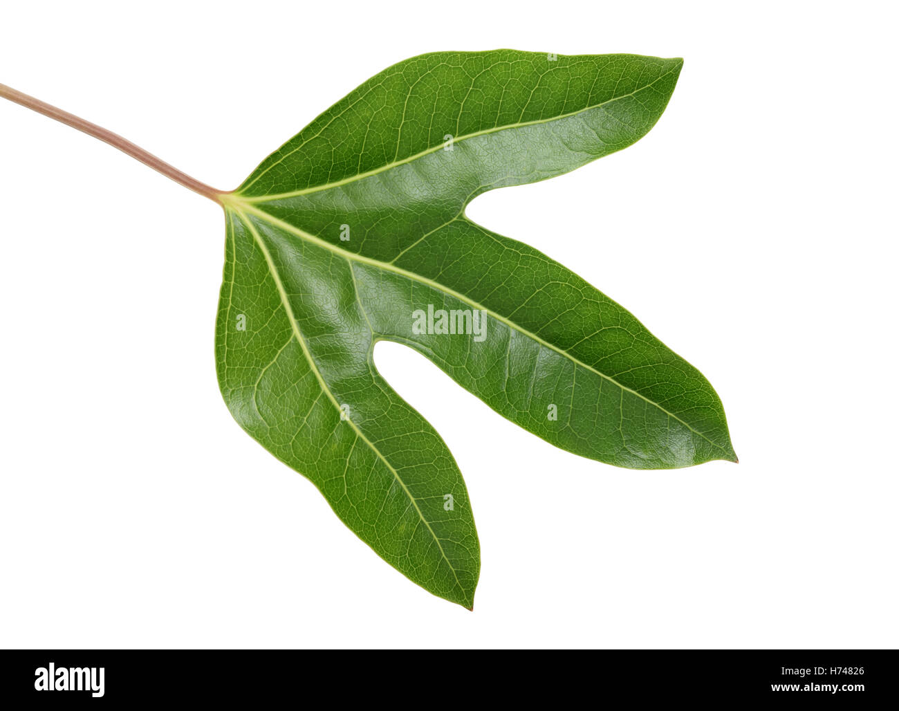 Japanese forests hi-res stock photography and images - Alamy