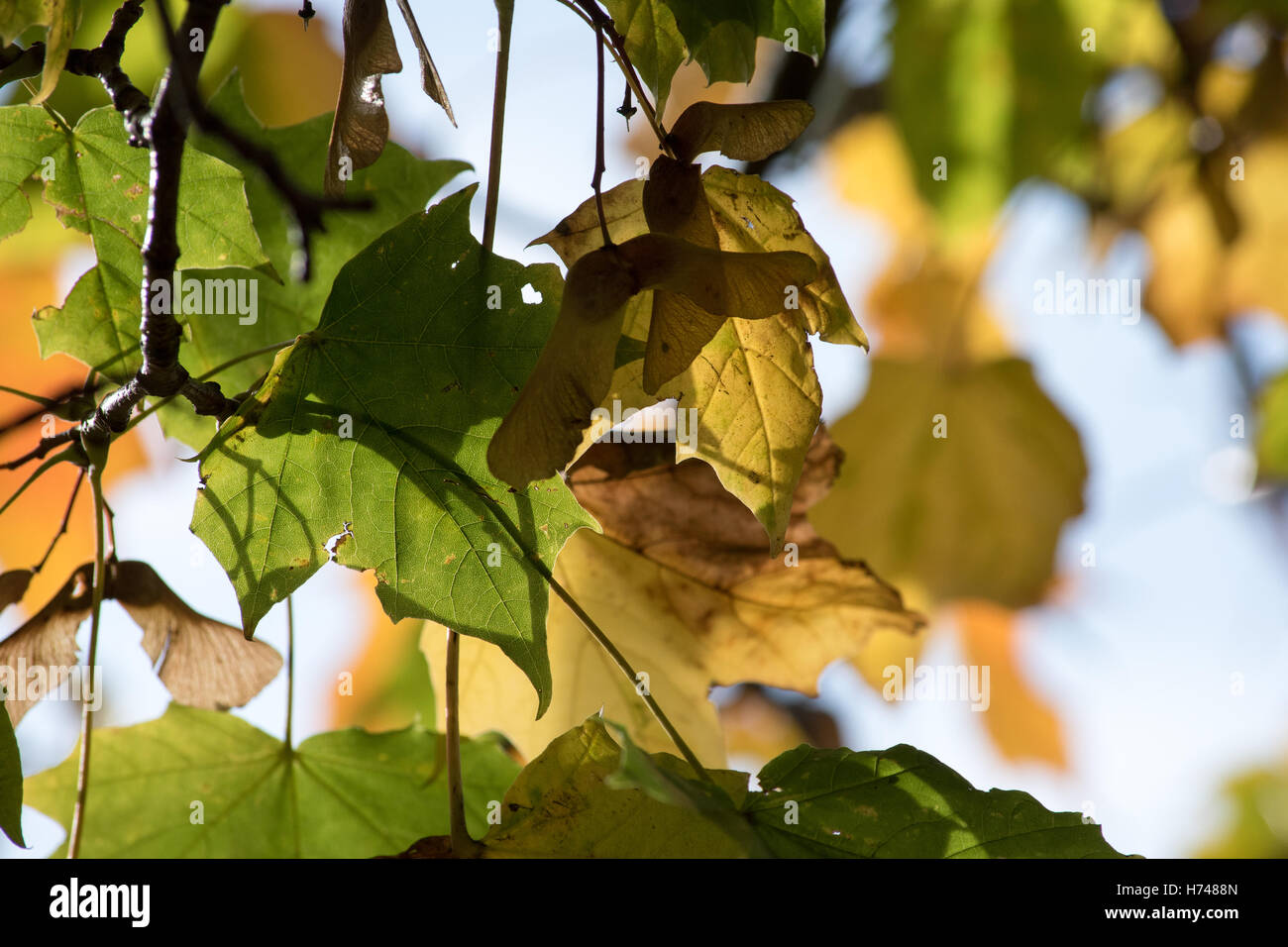 Chestnut Tree Leaves in Autumn Stock Photo - Alamy