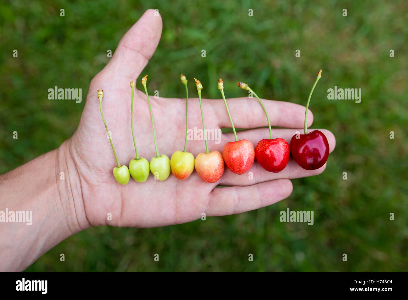 Life of a cherry Stock Photo - Alamy