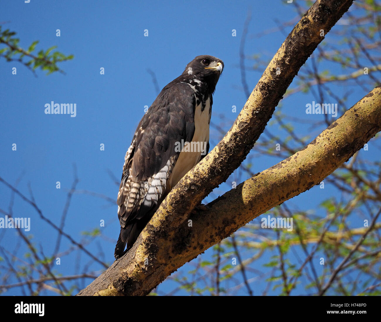 Augur Buzzard (Buteo augur) watching for prey from a fork in a yellow ...
