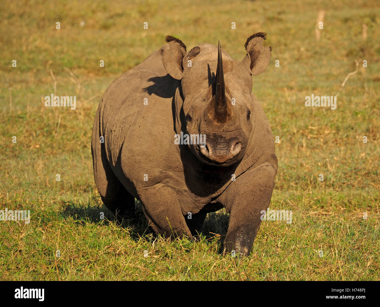 Rhino charge hi-res stock photography and images - Alamy