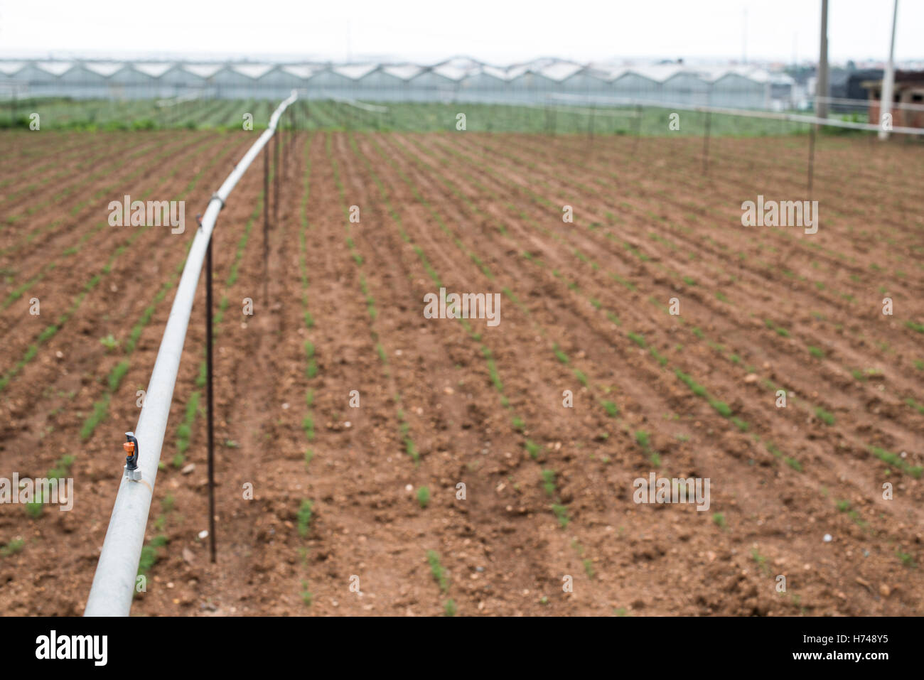Agriculture watering tubes on the field Stock Photo - Alamy