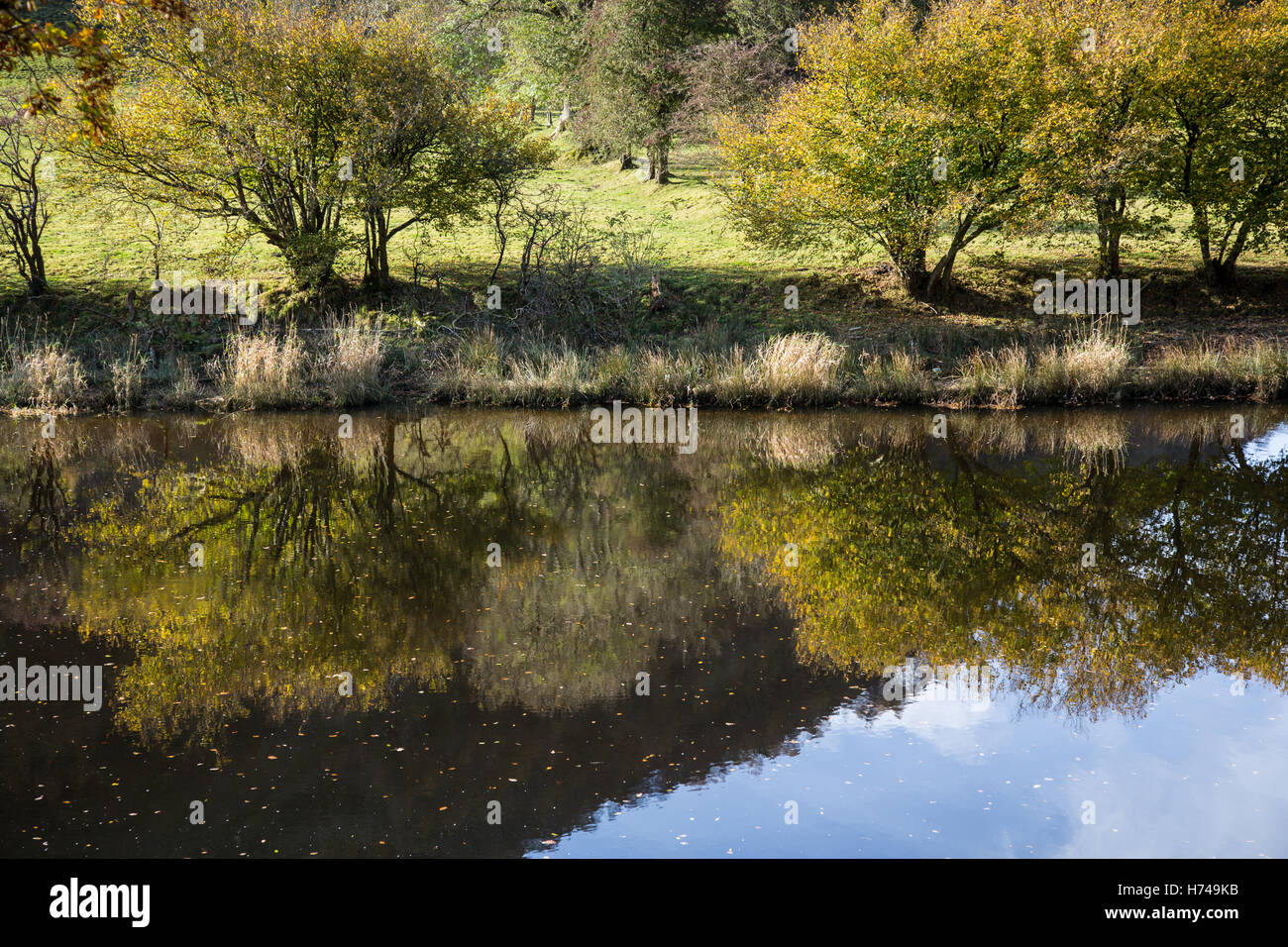 Rheidol valley autumn hi-res stock photography and images - Alamy
