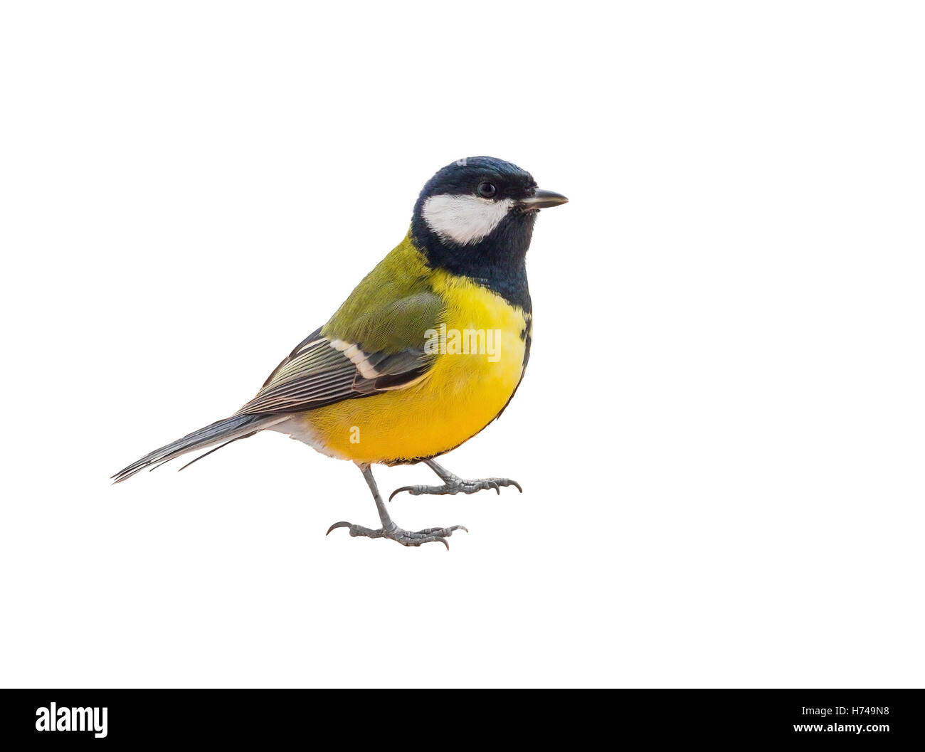 Tit bird isolated on white Stock Photo - Alamy