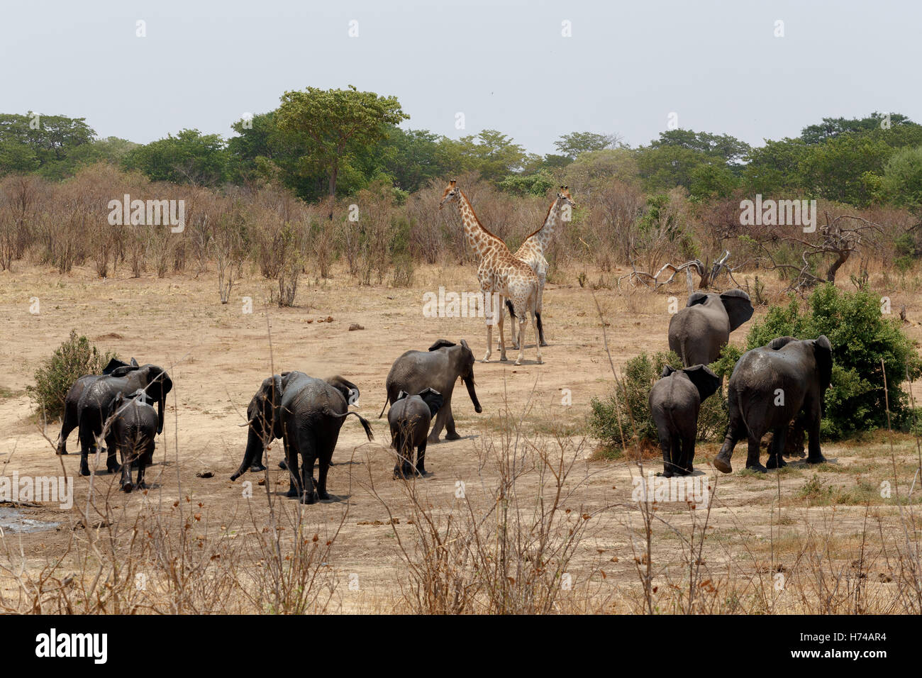 Mammals nature outdoors hi-res stock photography and images - Alamy