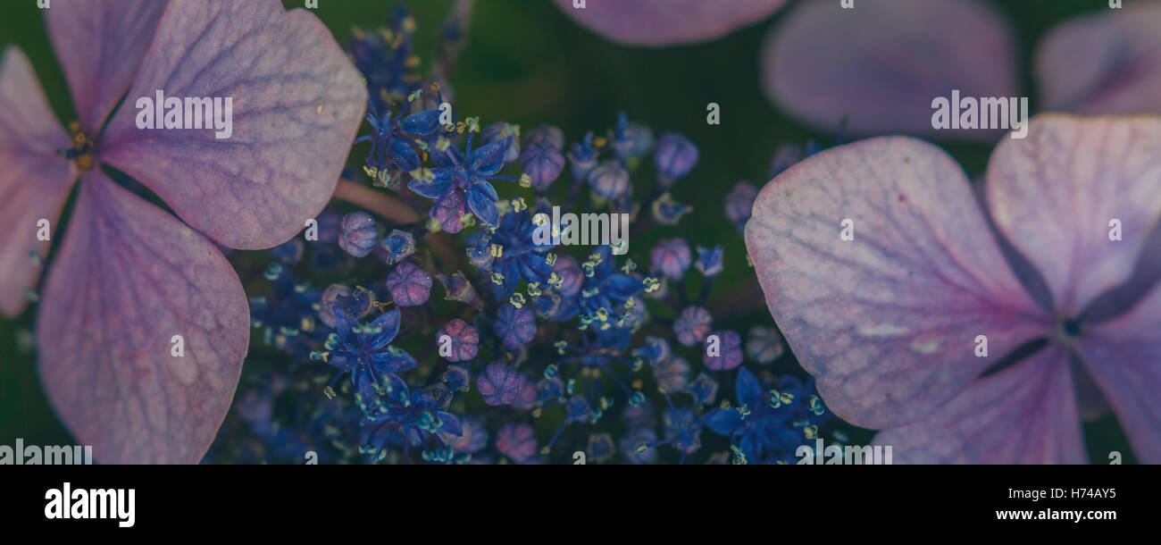 Blue and Violet Hydrangea with some dark green leaves on a cloudy day ...
