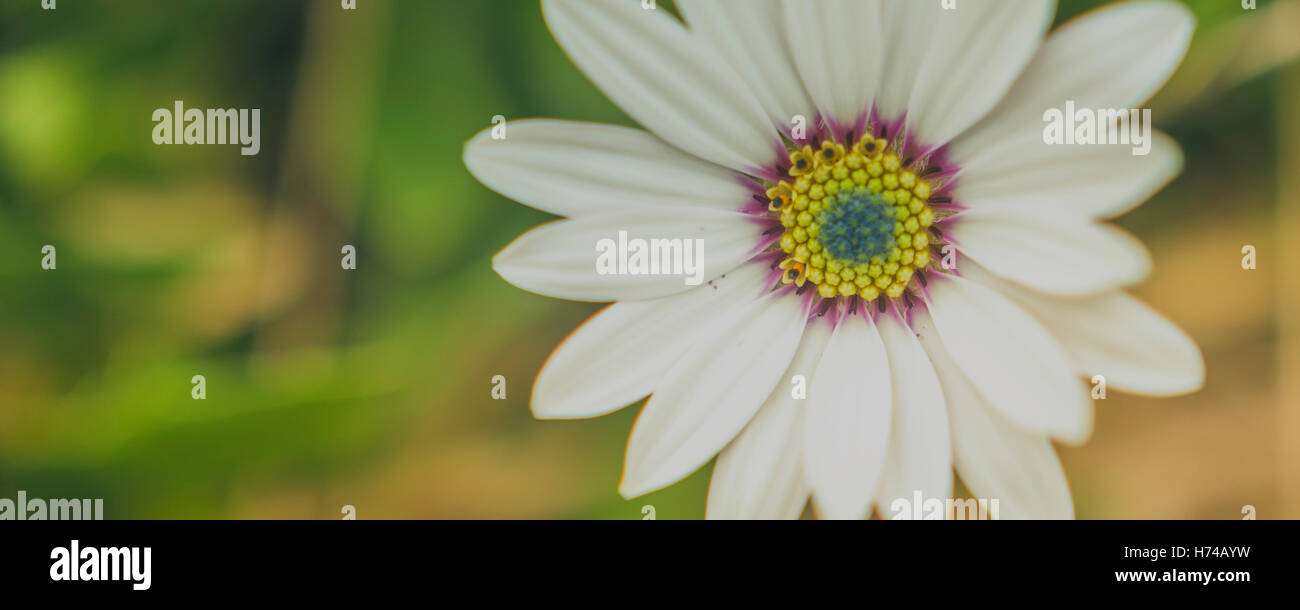 Gorgeous african daisy hi-res stock photography and images - Alamy