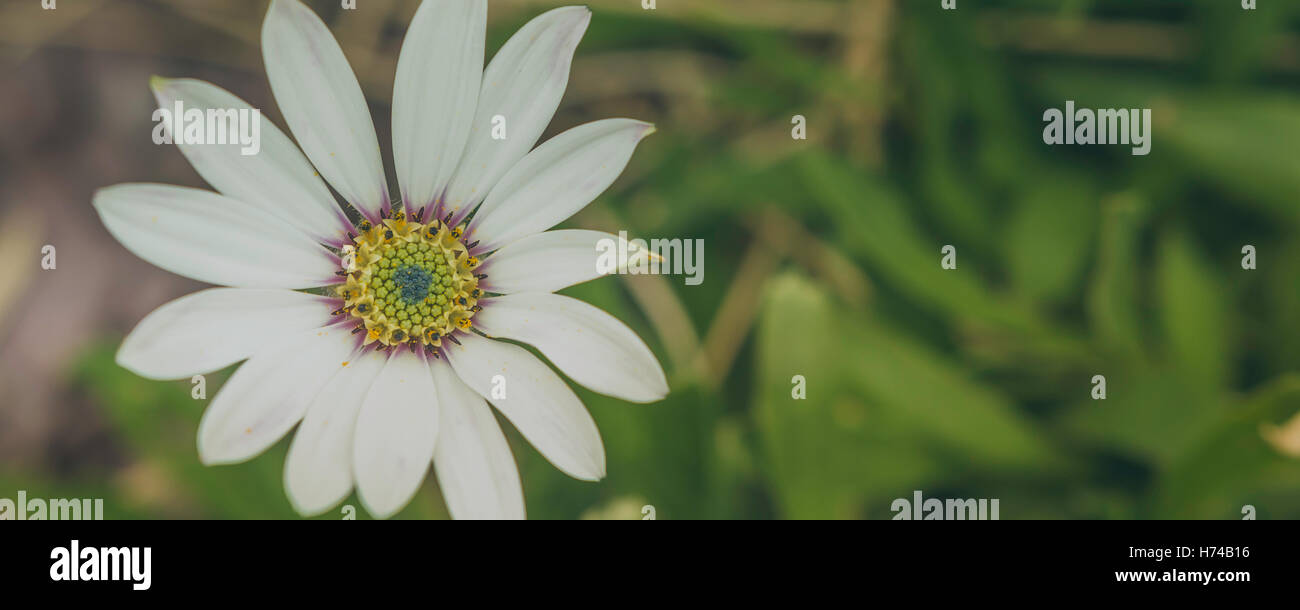 Gorgeous african daisy hi-res stock photography and images - Alamy
