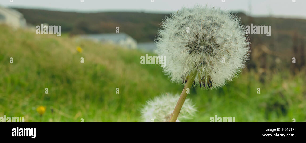 A simple dandelion against a blurred landscape in the background Stock ...