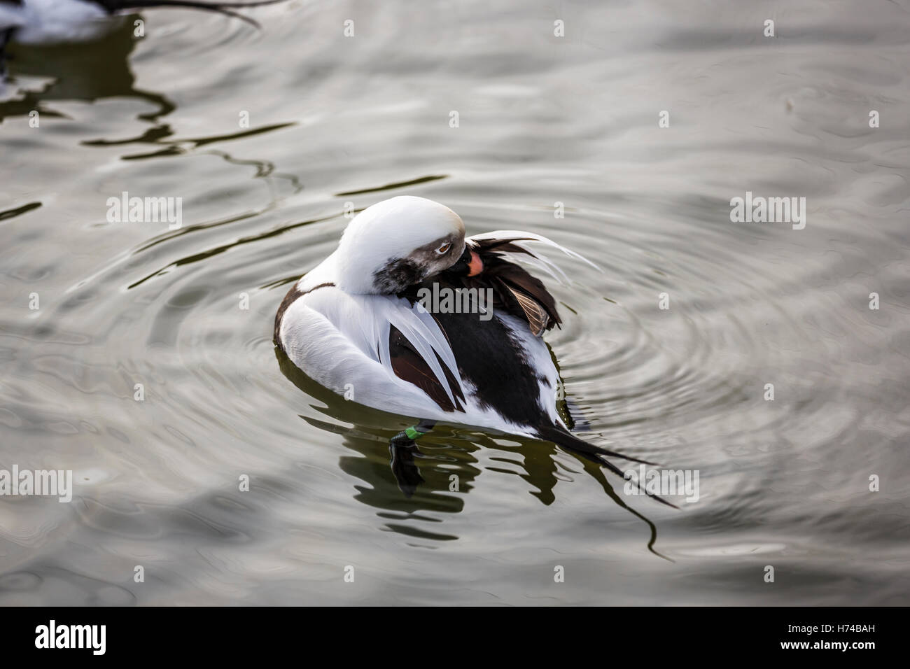 Long tailed duck uk hi-res stock photography and images - Alamy