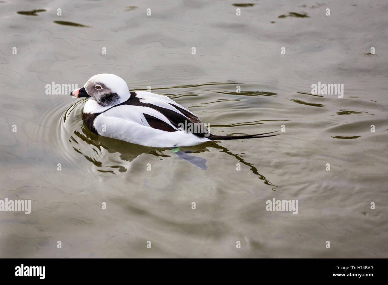 Long tailed duck uk hi-res stock photography and images - Alamy