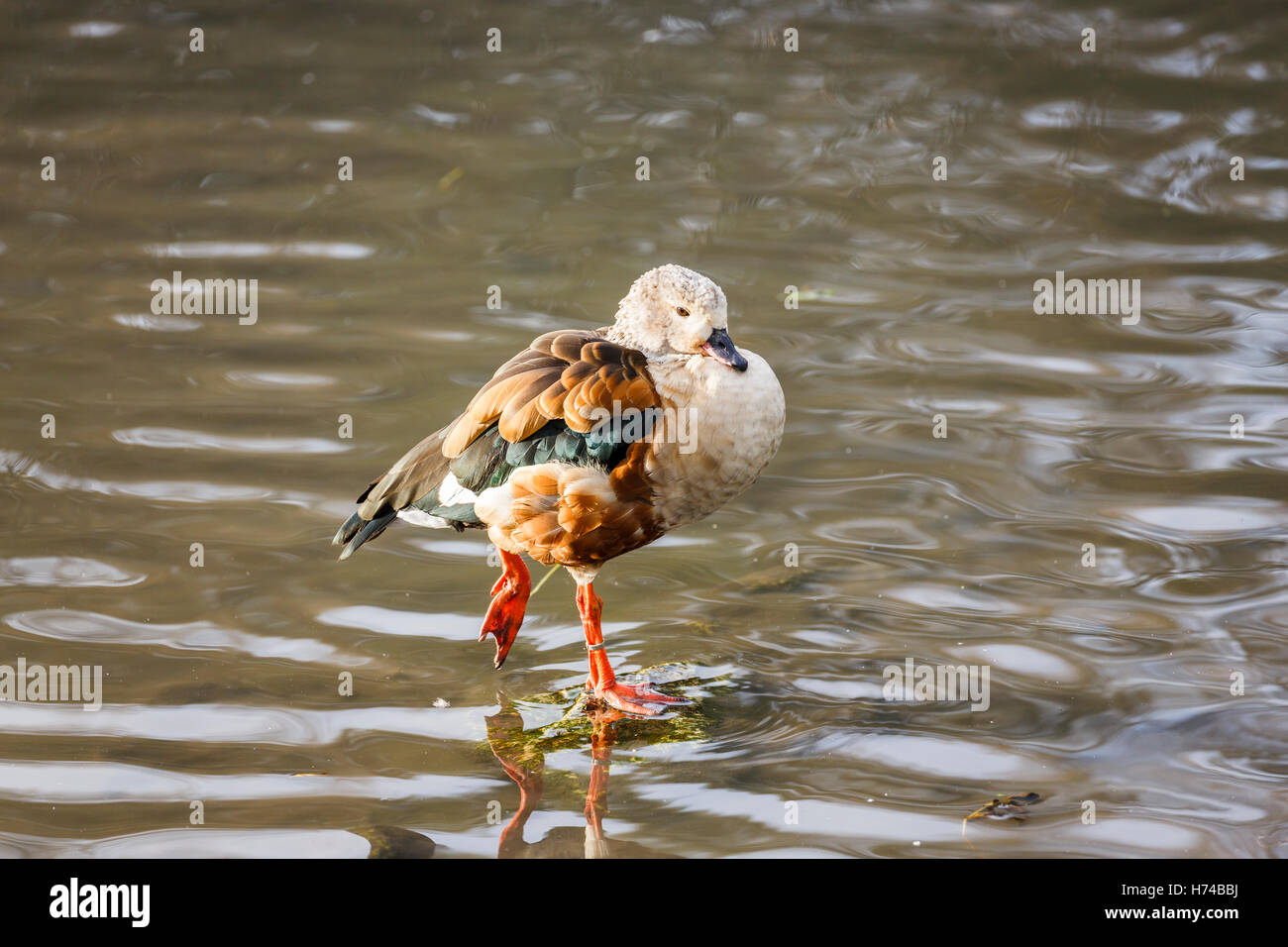 Orinoco goose (Neochen jubata) standing on one leg in shallow water at ...