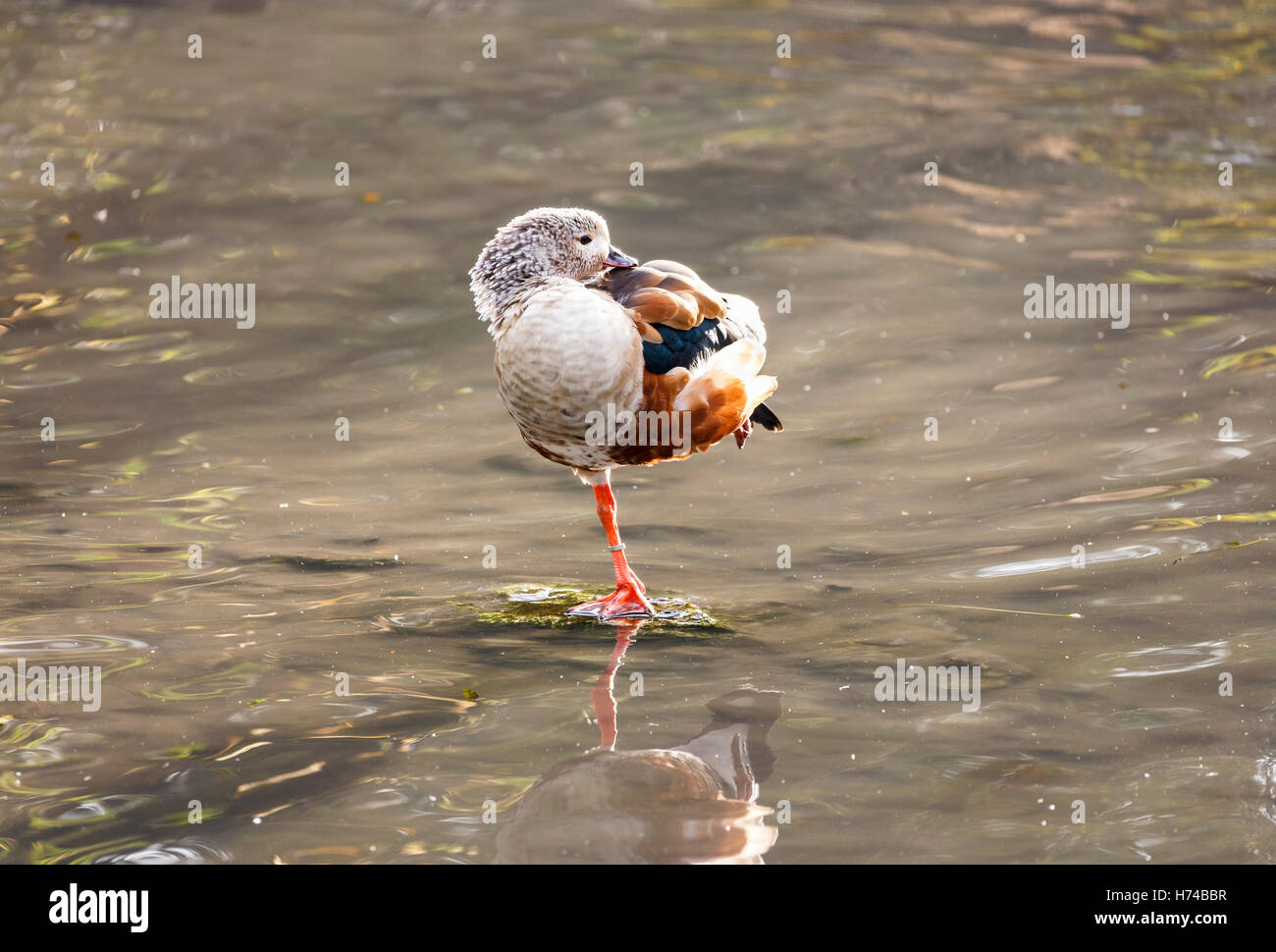 Orinoco goose (Neochen jubata) standing on one leg in shallow water at ...