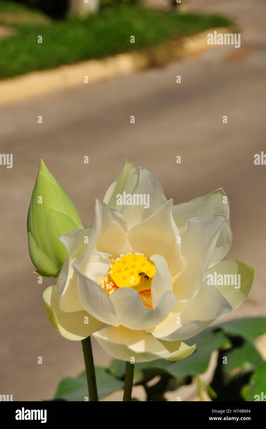 Nelumbo nucifera wild hi-res stock photography and images - Alamy