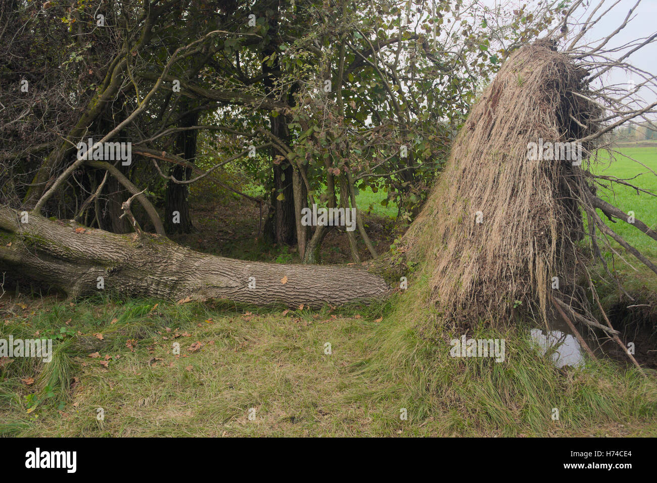 Uprooting of tree hi-res stock photography and images - Alamy