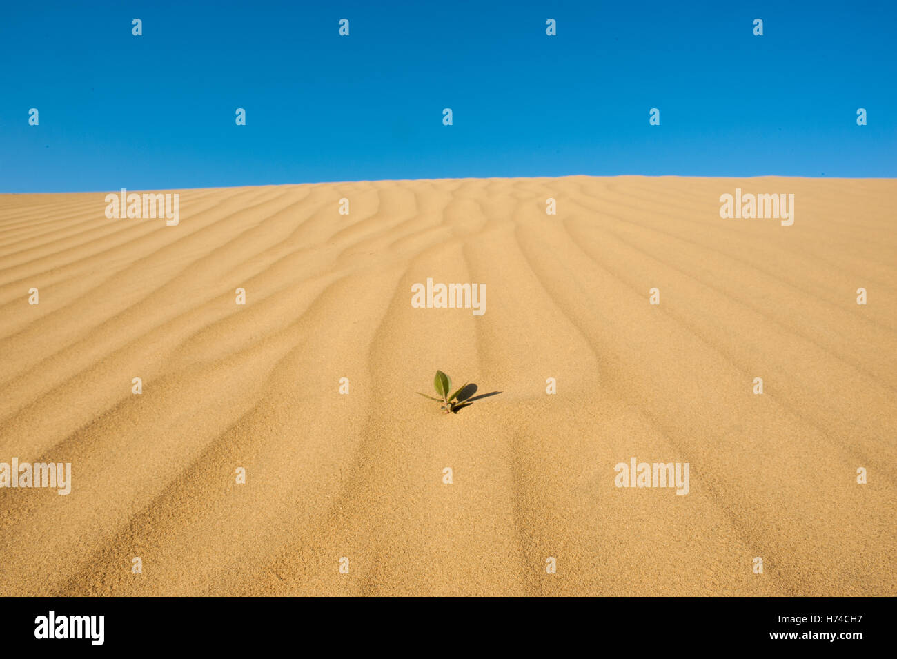 Desert miracle hi-res stock photography and images - Alamy