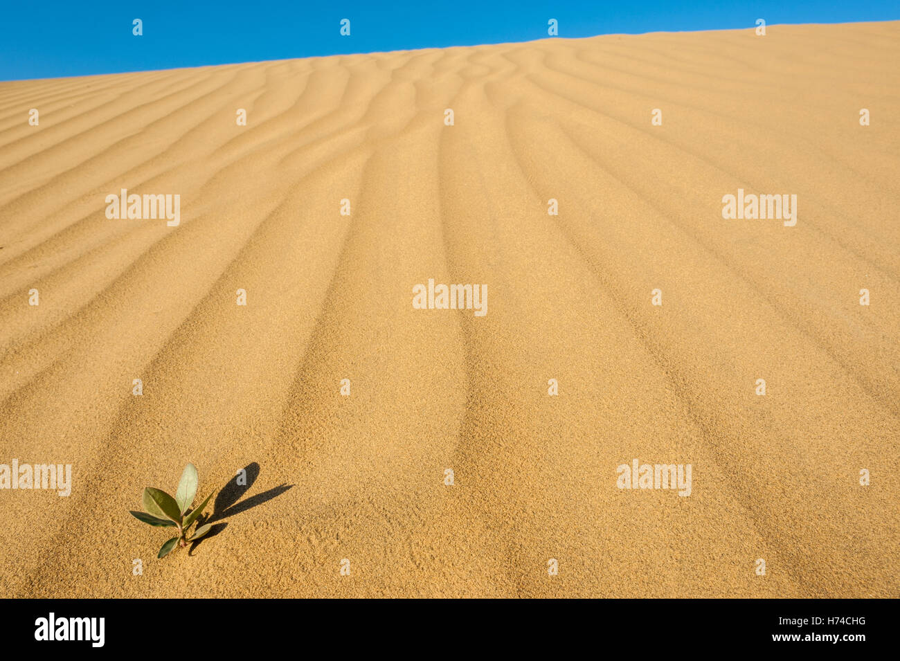 Life in the Desert Stock Photo - Alamy