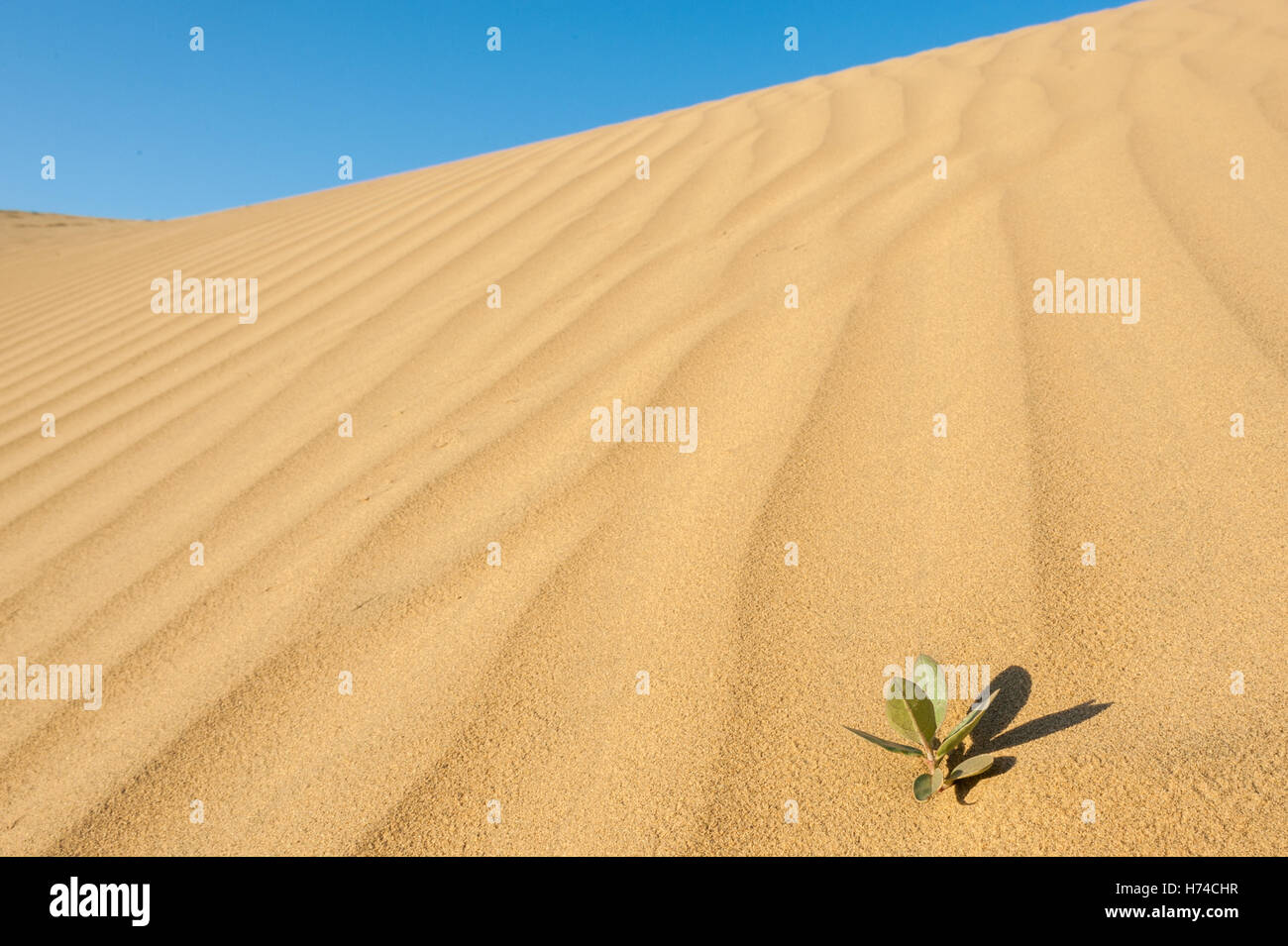 Desert alive hi-res stock photography and images - Alamy