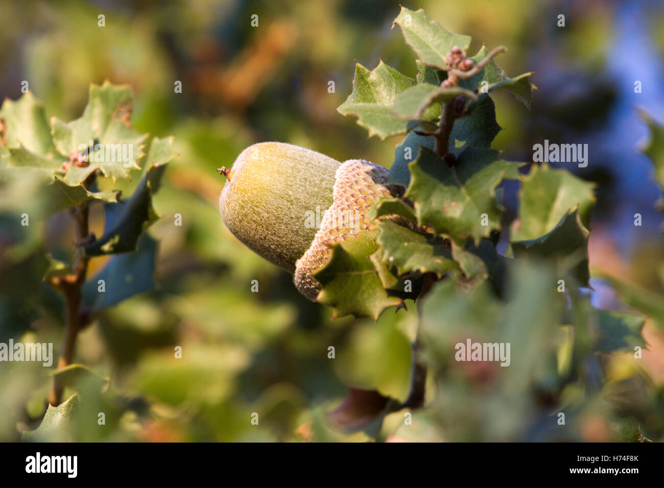Native evergreen mediterranean plant - kermes oak Quercus coccifera ...