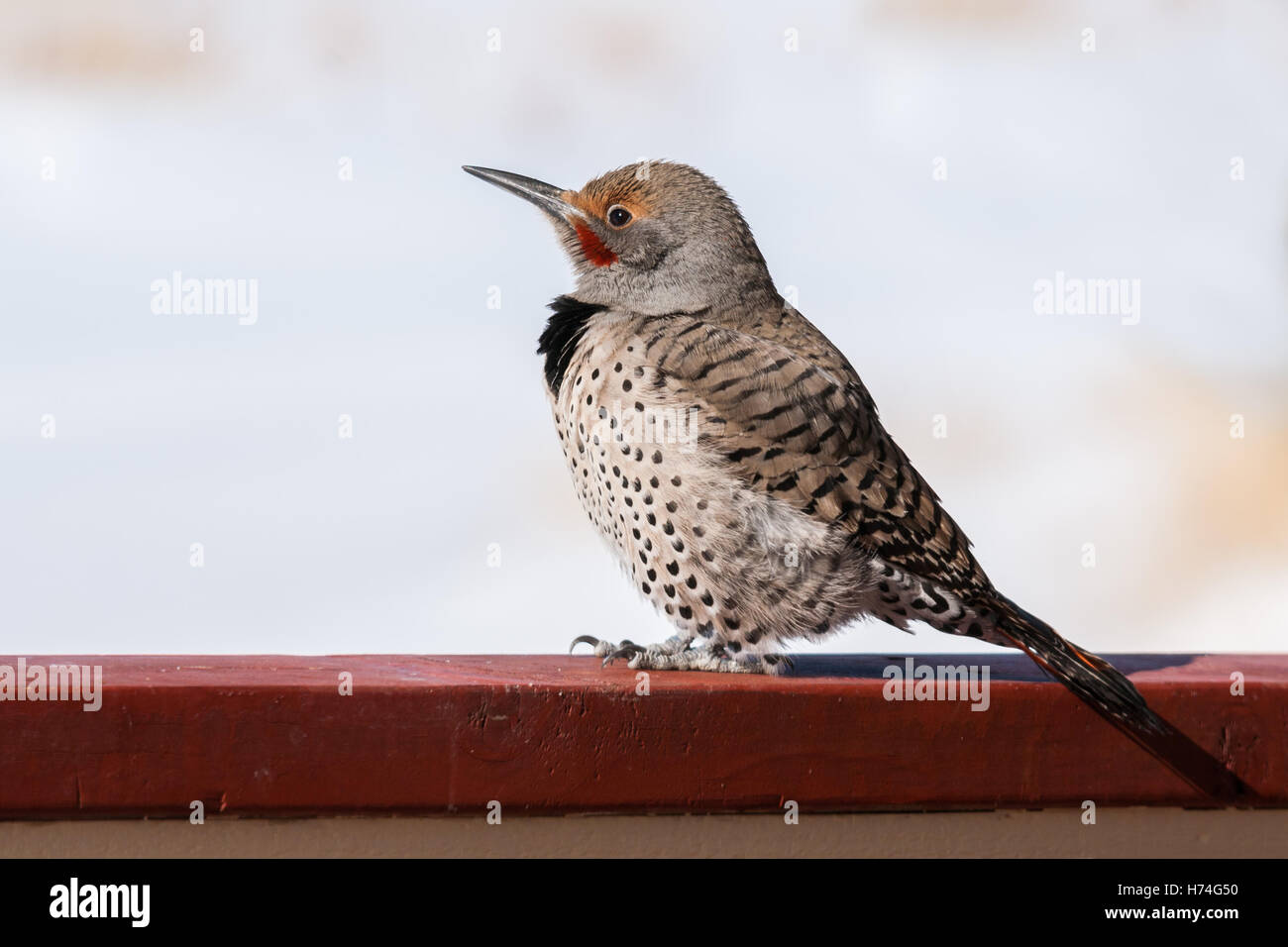 Northern flicker bird hi-res stock photography and images - Alamy