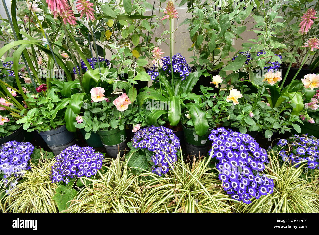 Temperate plants in a greenhouse Stock Photo - Alamy