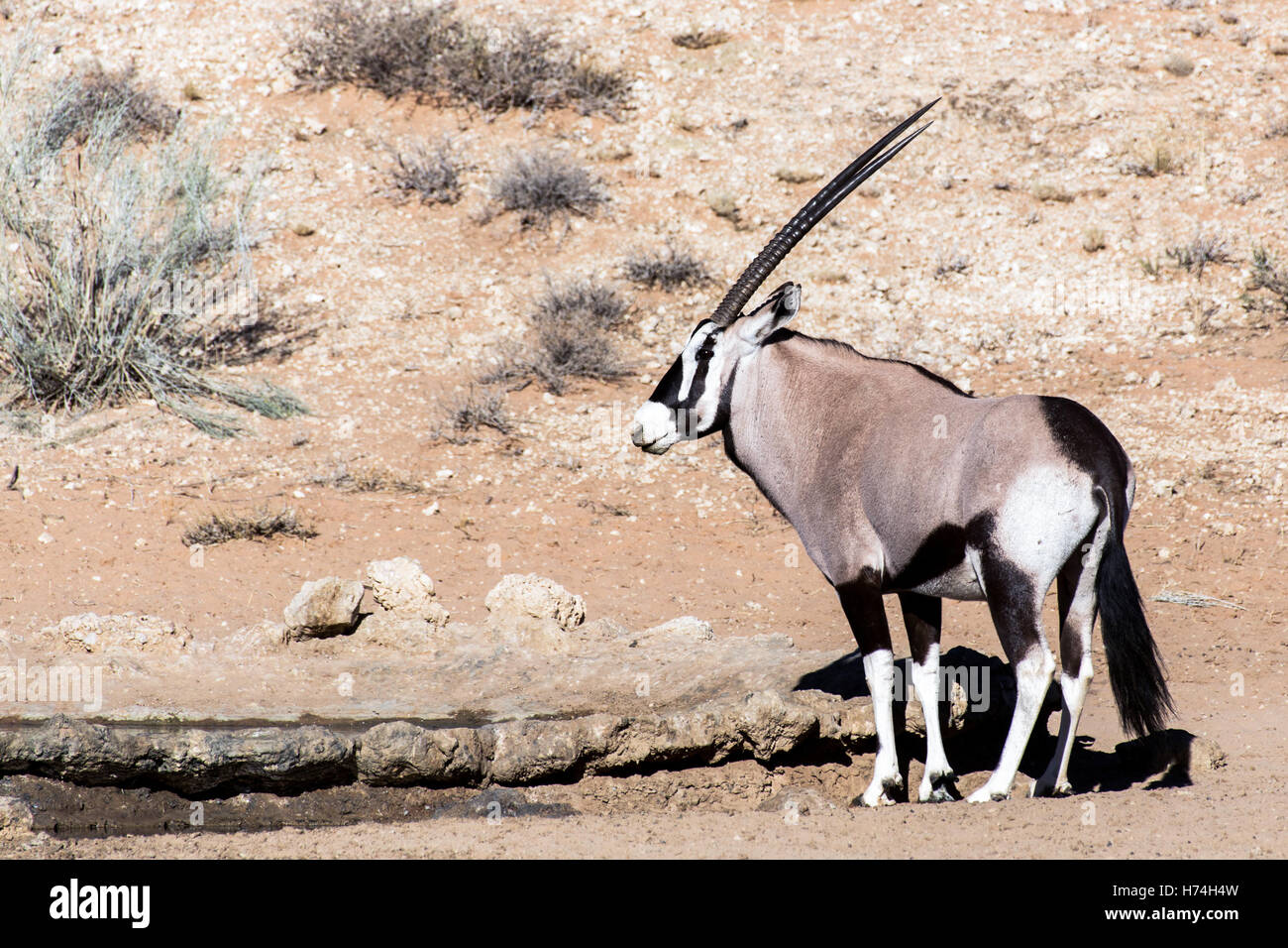 Oryx picture hi-res stock photography and images - Alamy