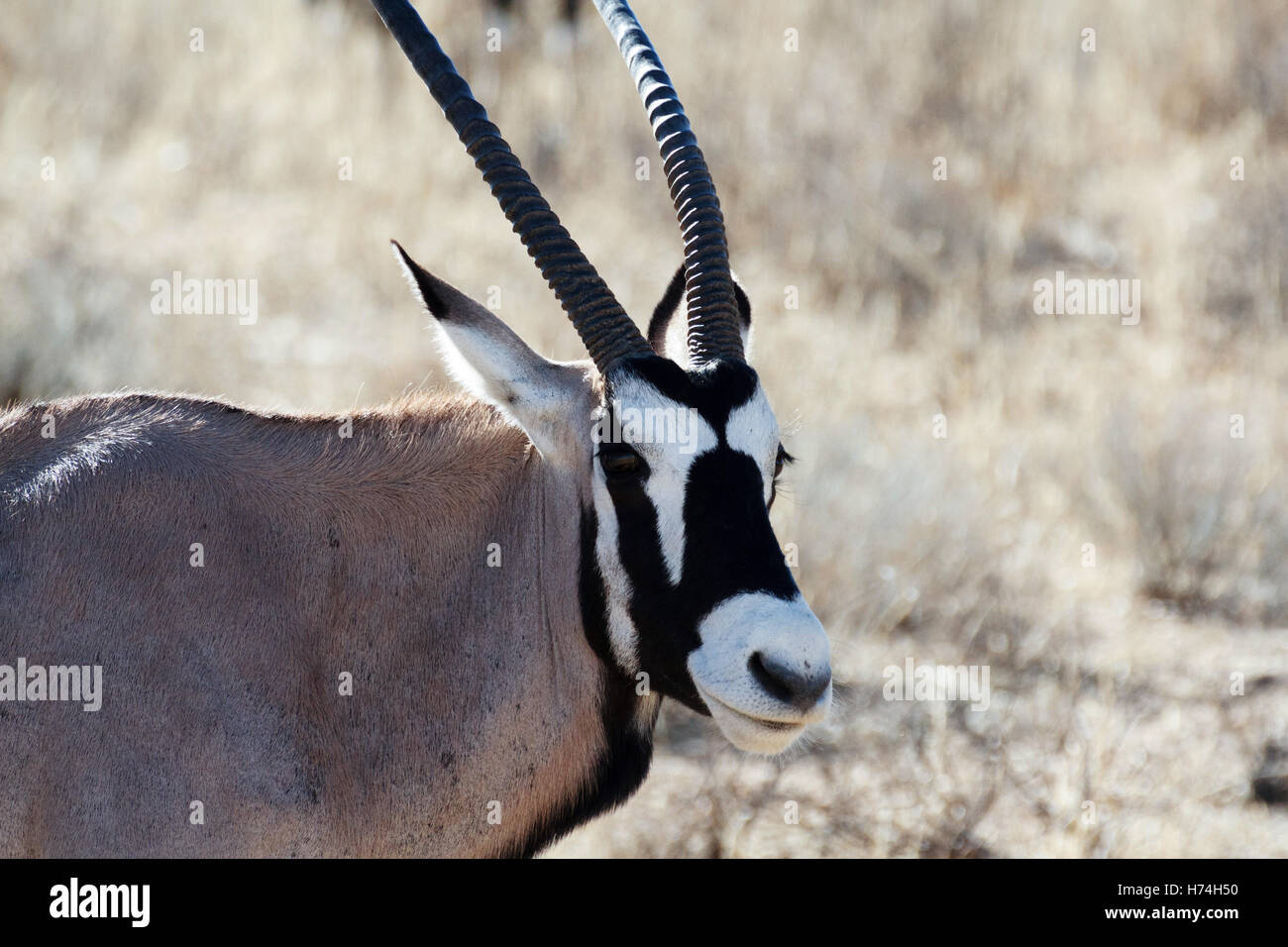 Picture of mammals hi-res stock photography and images - Alamy