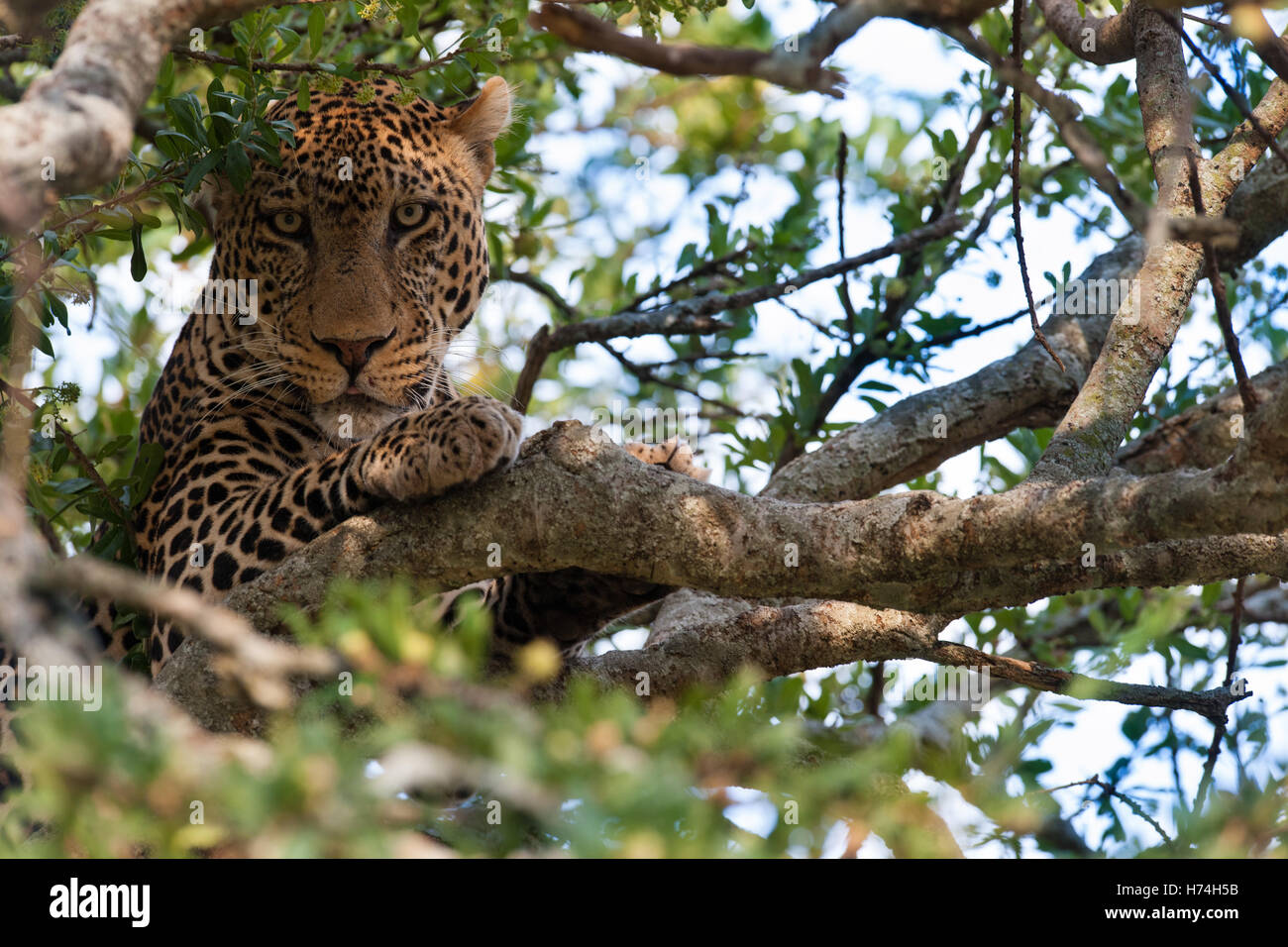 Mammals of kenya hi-res stock photography and images - Alamy
