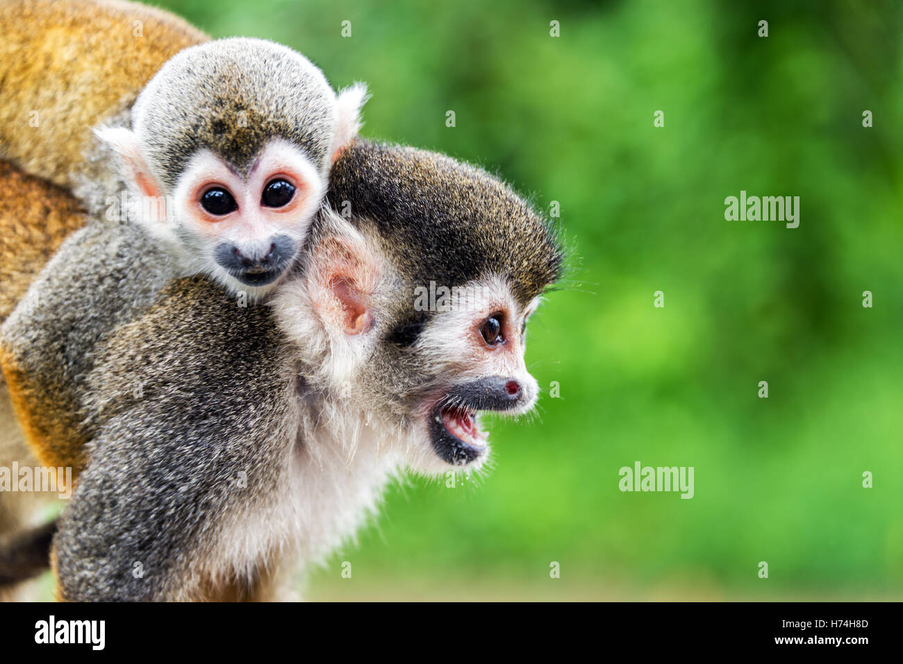 Wild animals hi-res stock photography and images - Alamy