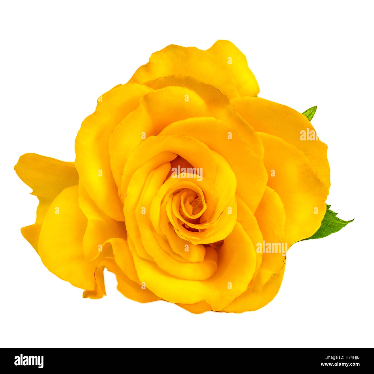 Yellow rose single isolated on white Stock Photo - Alamy