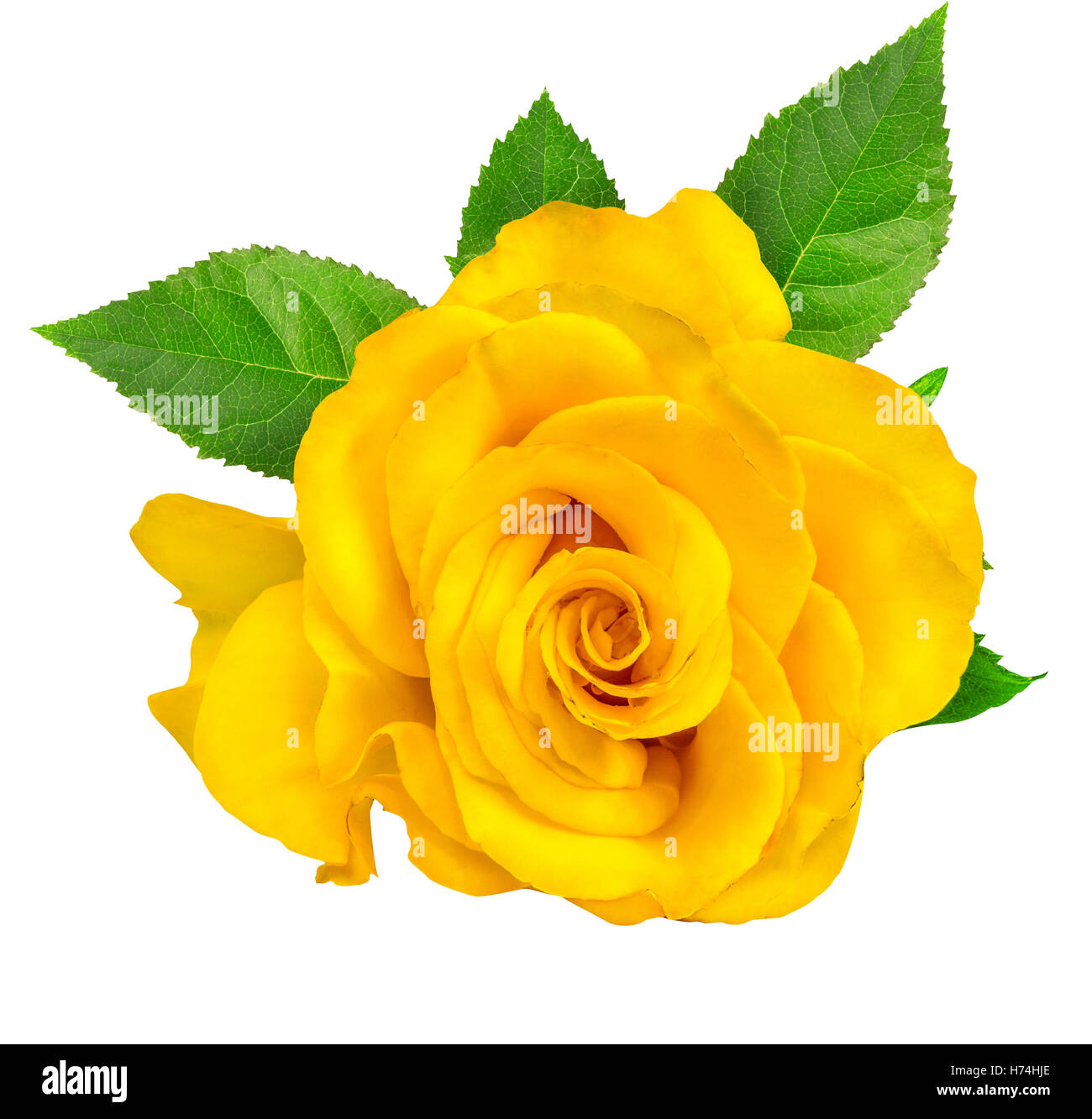 Yellow rose single isolated on white Stock Photo - Alamy