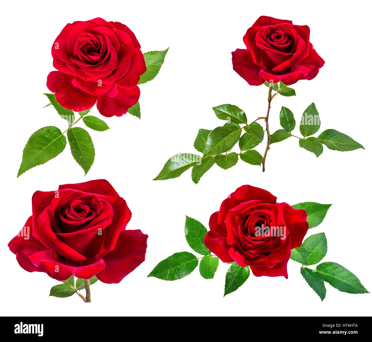 rose isolated on the white background Stock Photo - Alamy