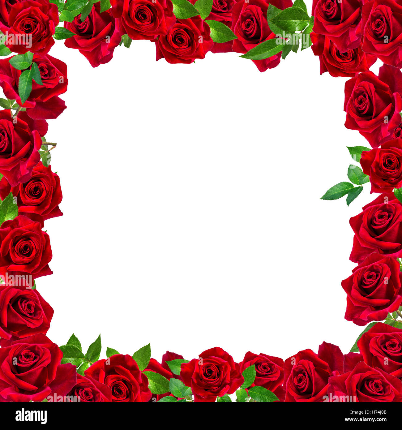 Rose frame isolate on white background Stock Photo - Alamy