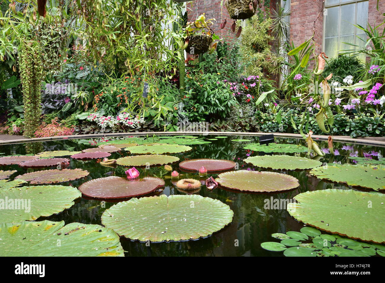 Pond with water plants inside an old tropical greenhouse Stock Photo ...