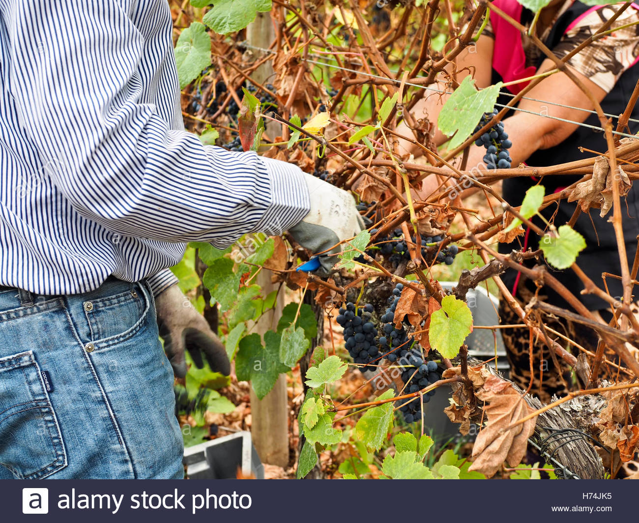 Touriga Nacional Grapes Harvesting High Resolution Stock Photography ...