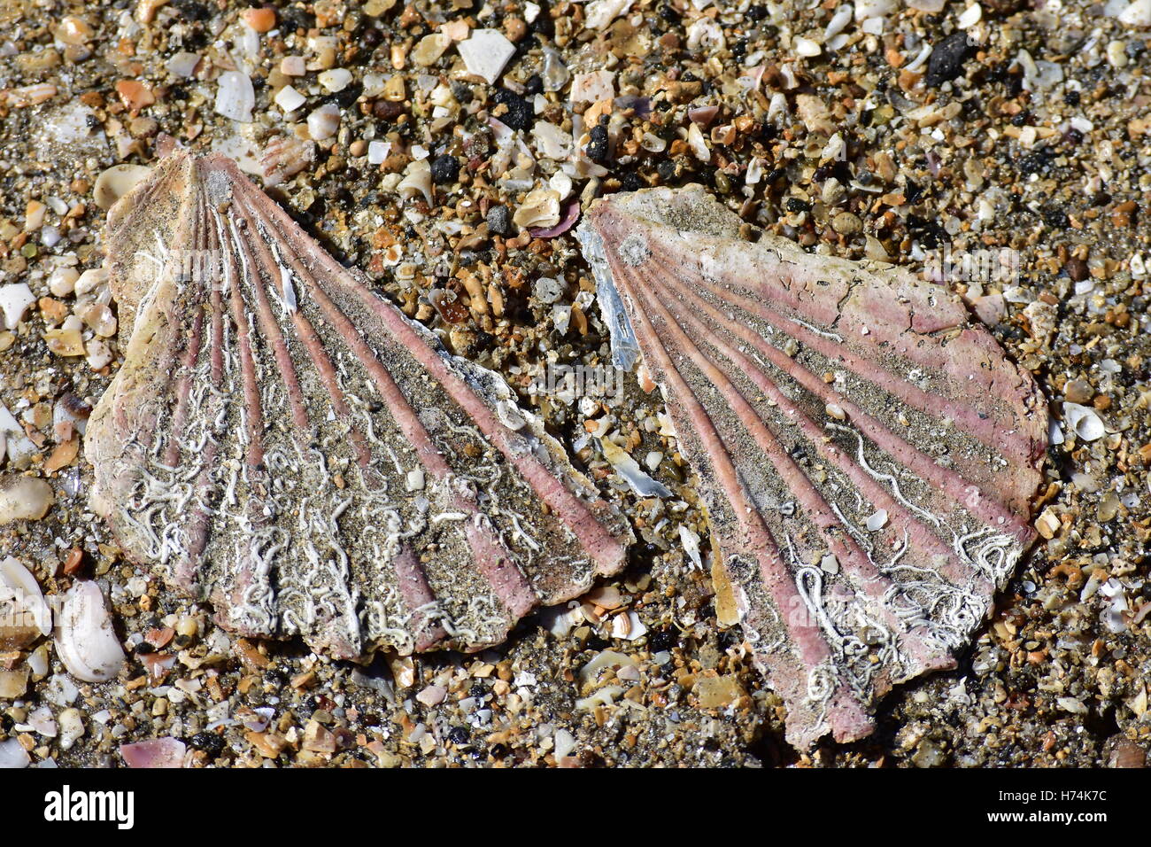 Broken shell and sand hi-res stock photography and images - Alamy