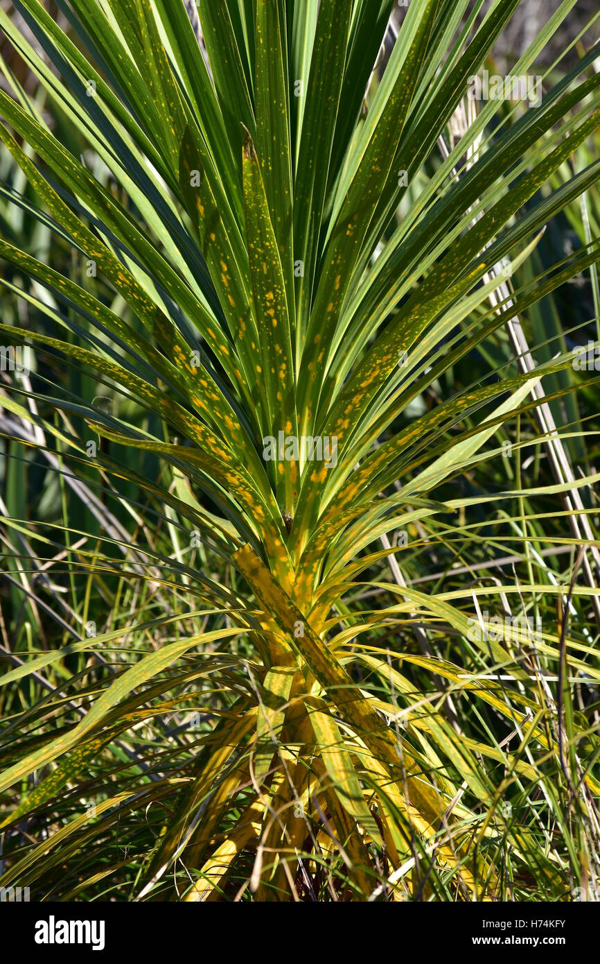 A very young cabbage tree still without a trunk Stock Photo - Alamy