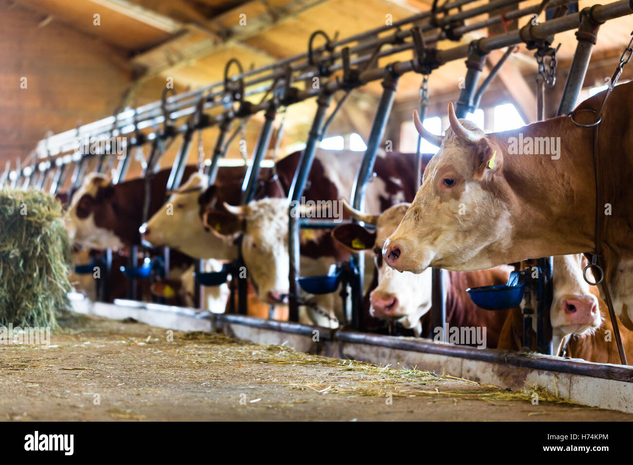 agriculture farming european caucasian milk yard to gorge engulf devour ...