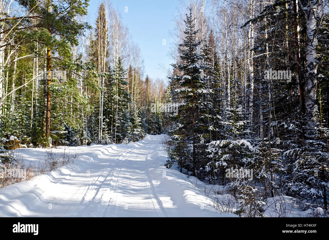 Needle forests hi-res stock photography and images - Alamy