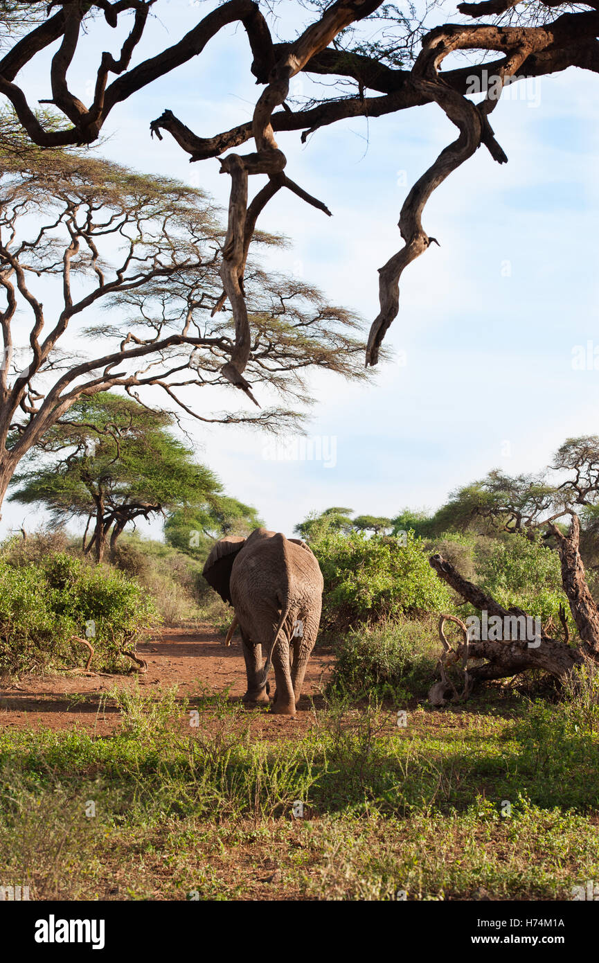 Large mammals of africa hi-res stock photography and images - Alamy