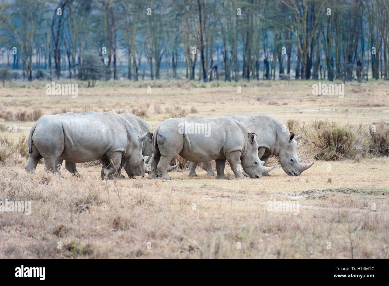 Large mammals of africa hi-res stock photography and images - Alamy